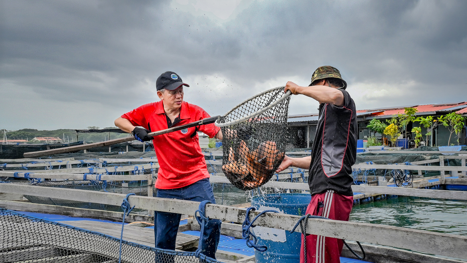 Meet fish farming veteran Malcolm Ong | SFA