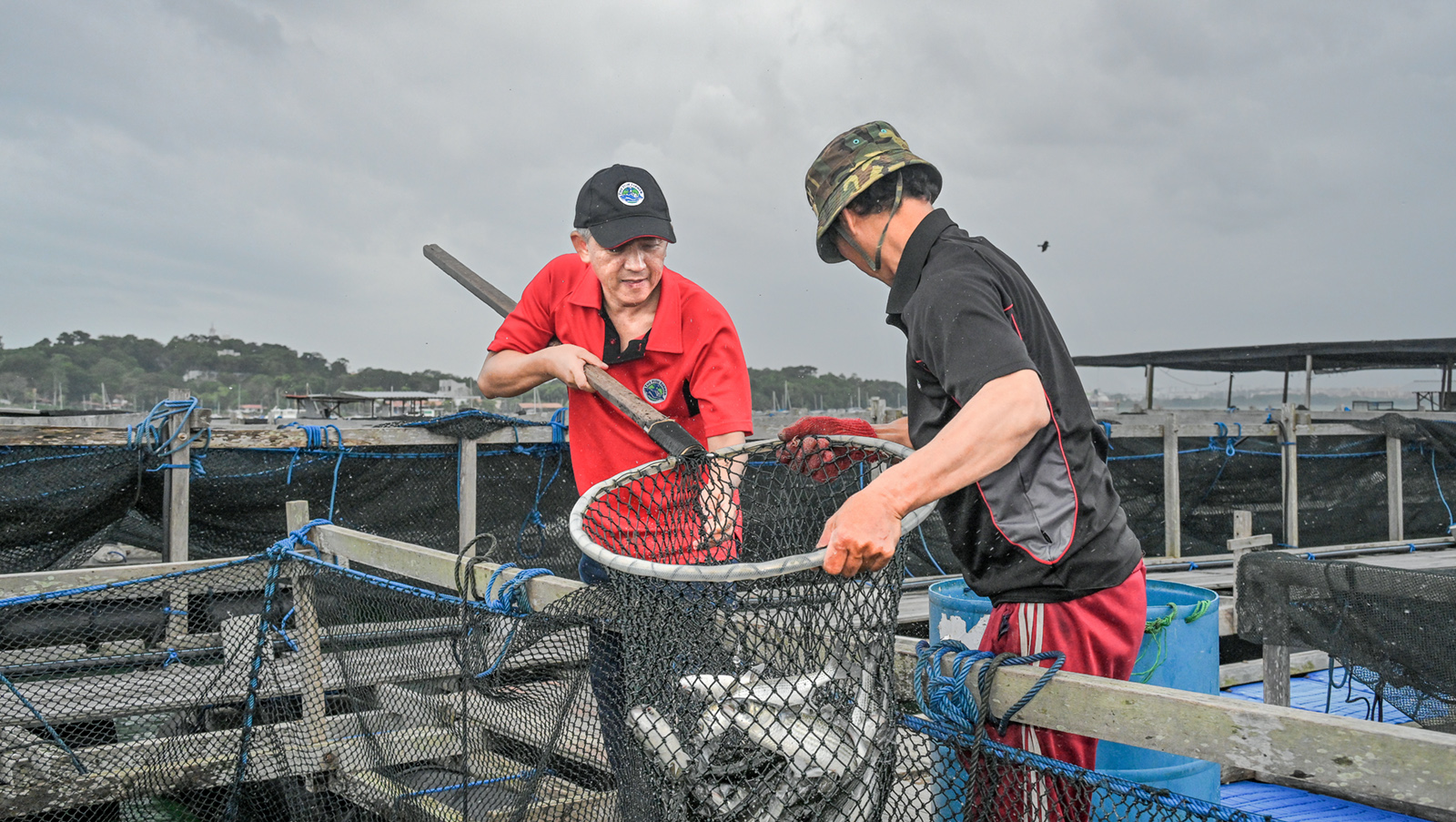 Meet fish farming veteran Malcolm Ong | SFA