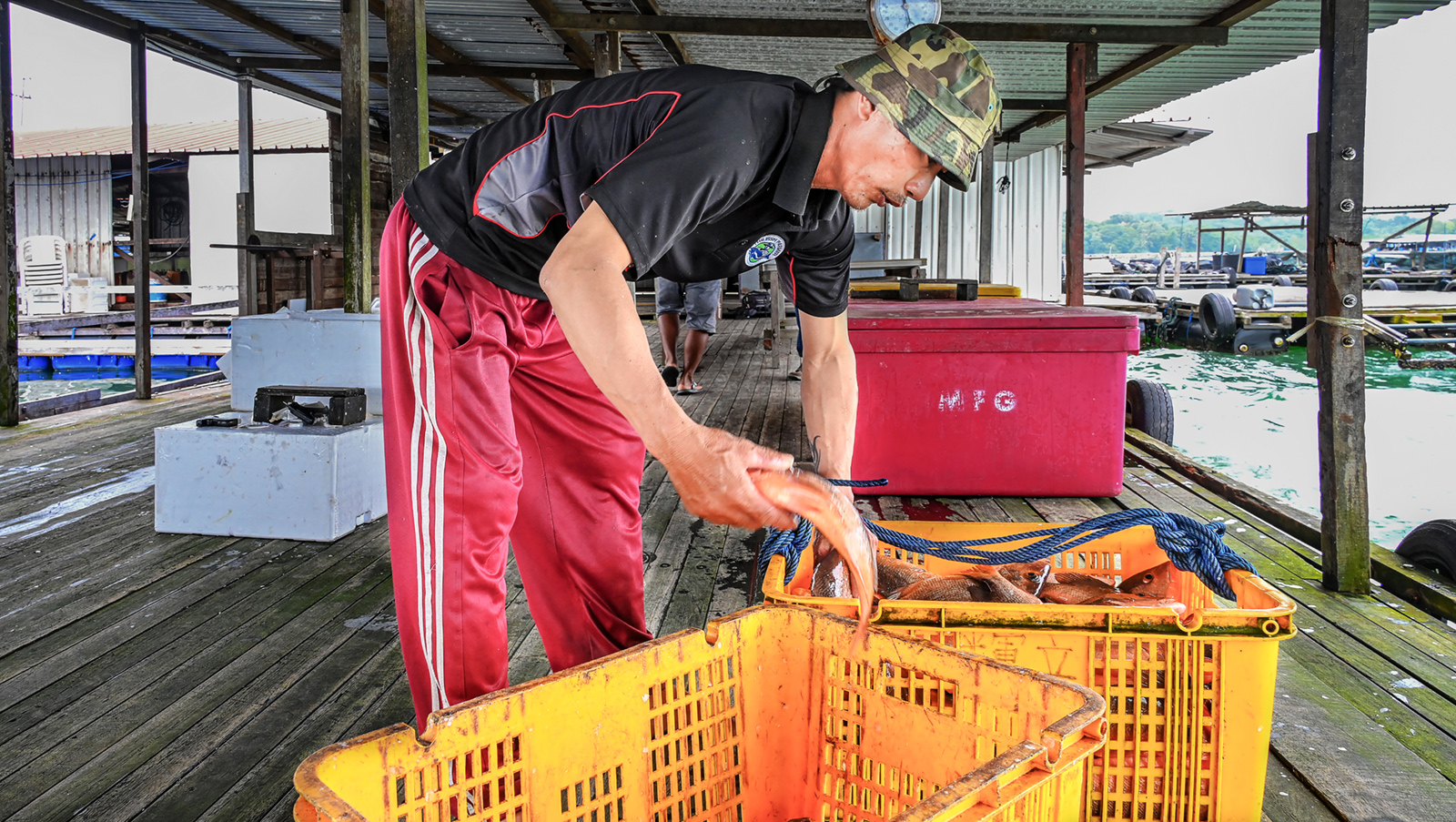 Meet fish farming veteran Malcolm Ong | SFA
