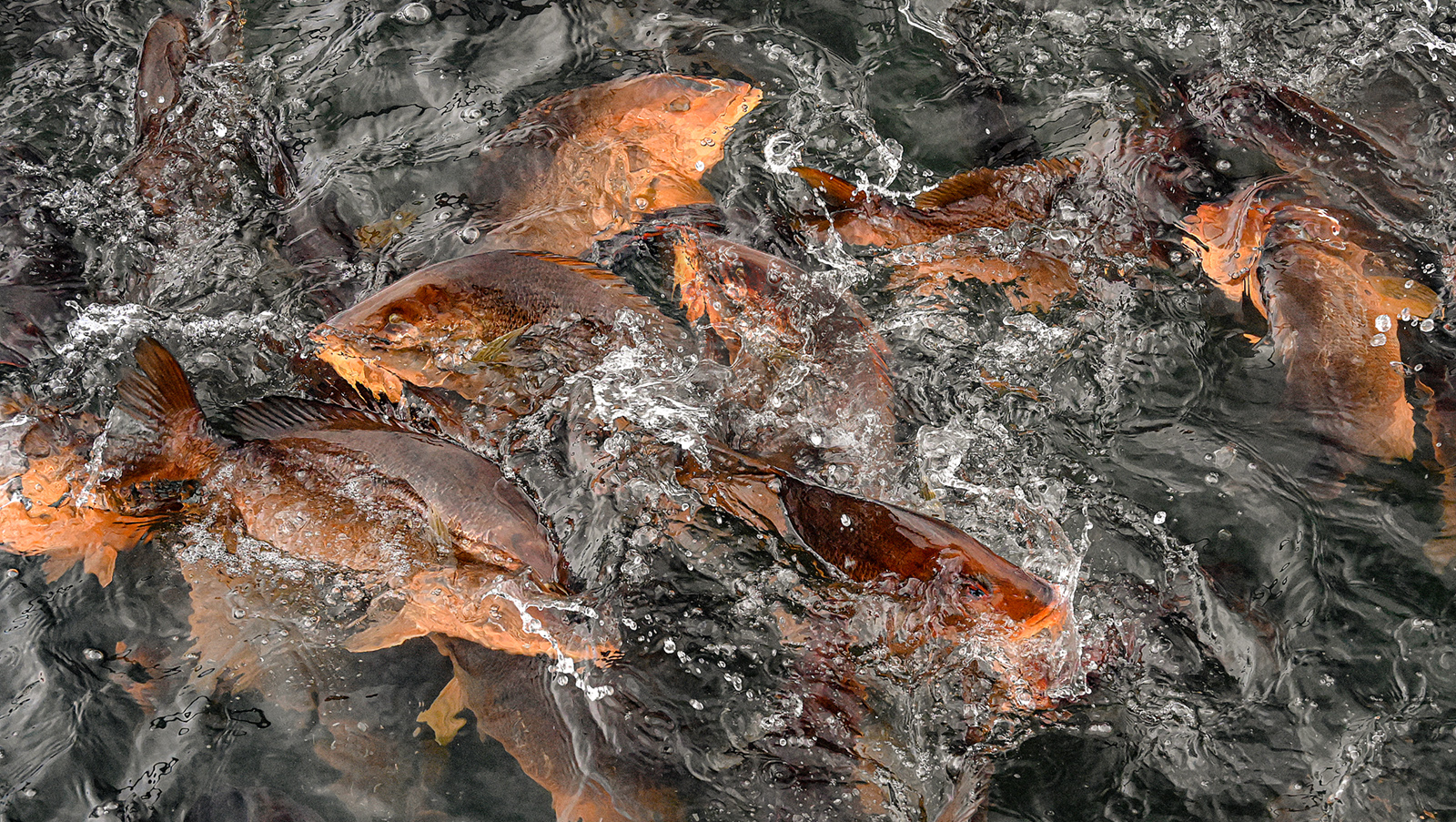 Meet fish farming veteran Malcolm Ong | SFA