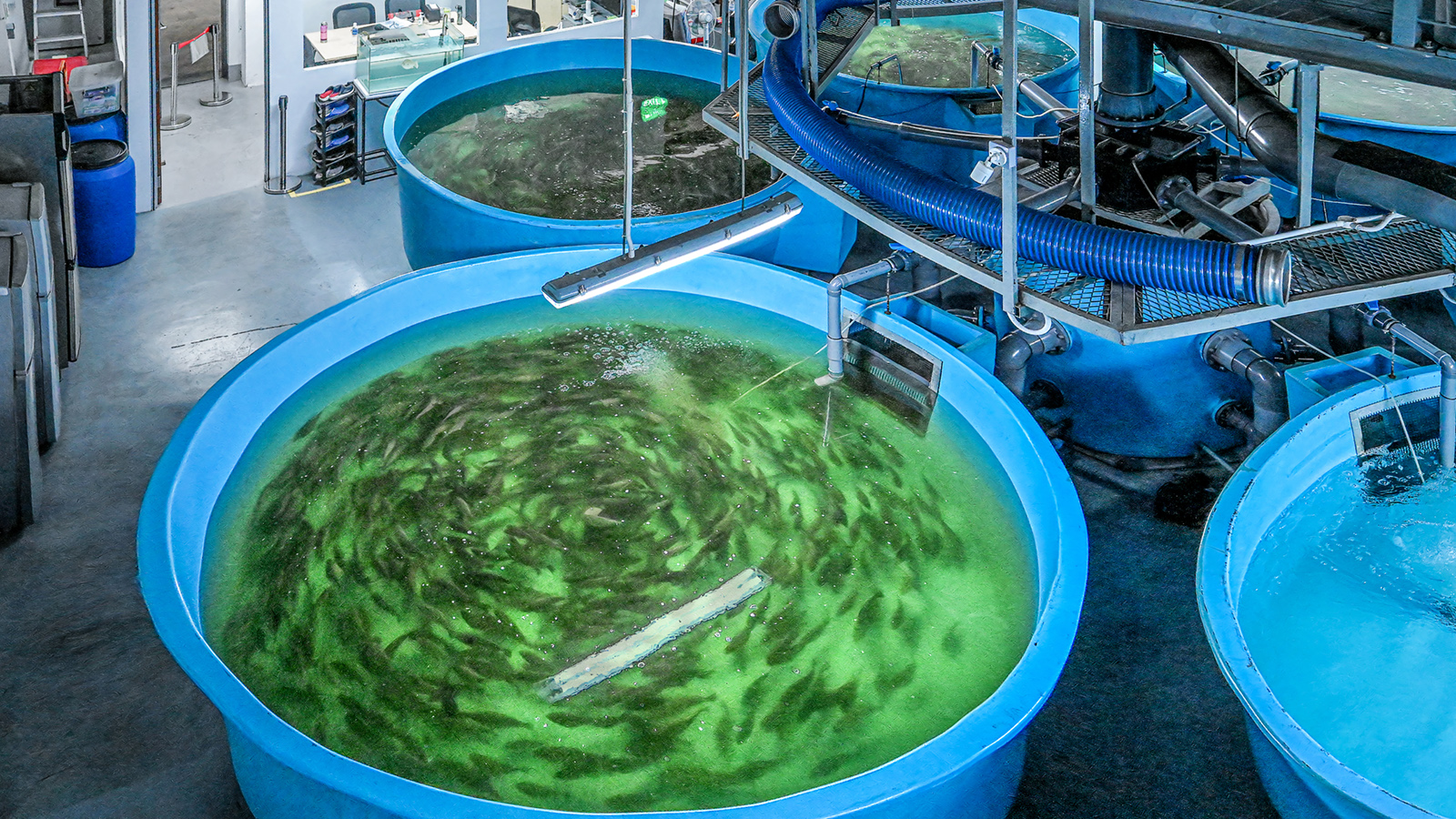 BOAT - The local farm that nurtures its fish indoors. | SFA