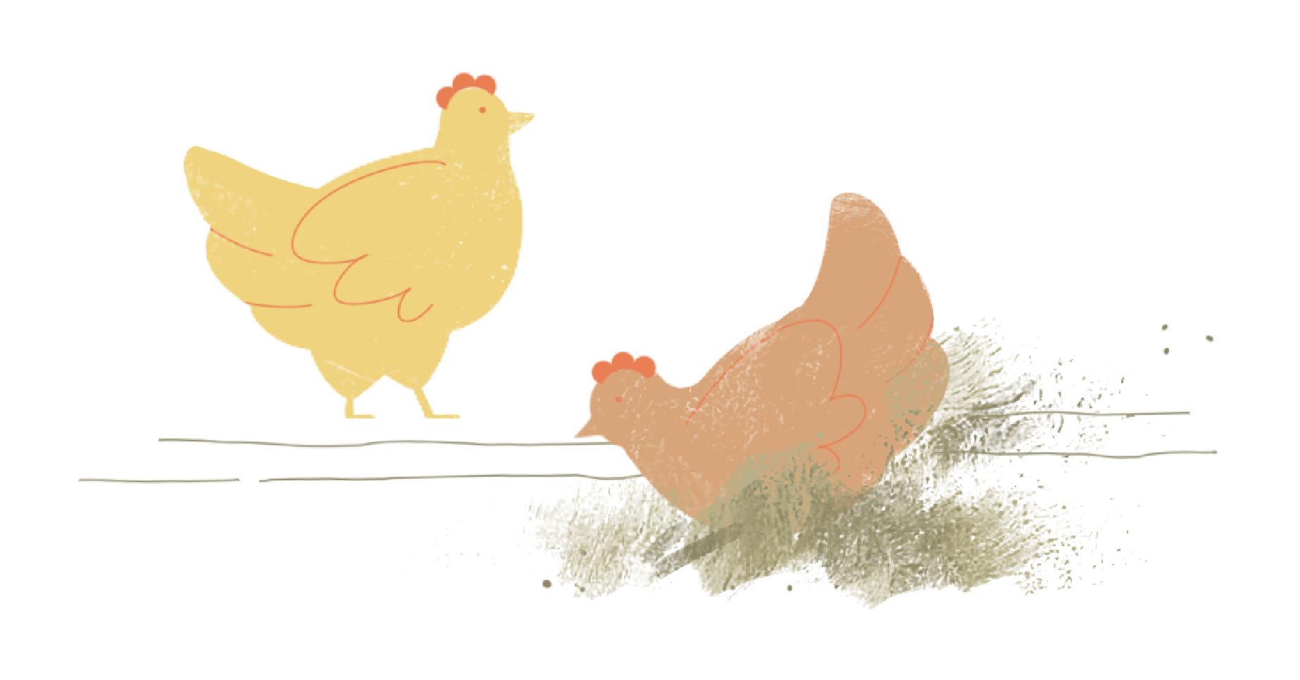 Sustainable farm for better quality eggs - Chew’s Agriculture | SFA