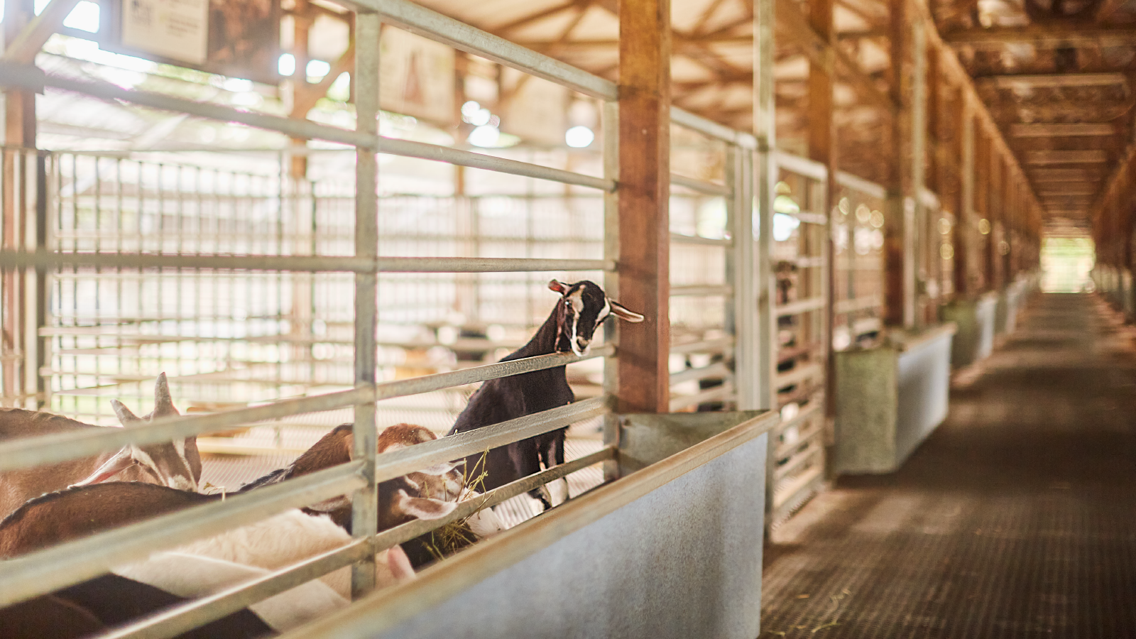 The farm that produces fresh local goat milk - Hay Dairies | SFA