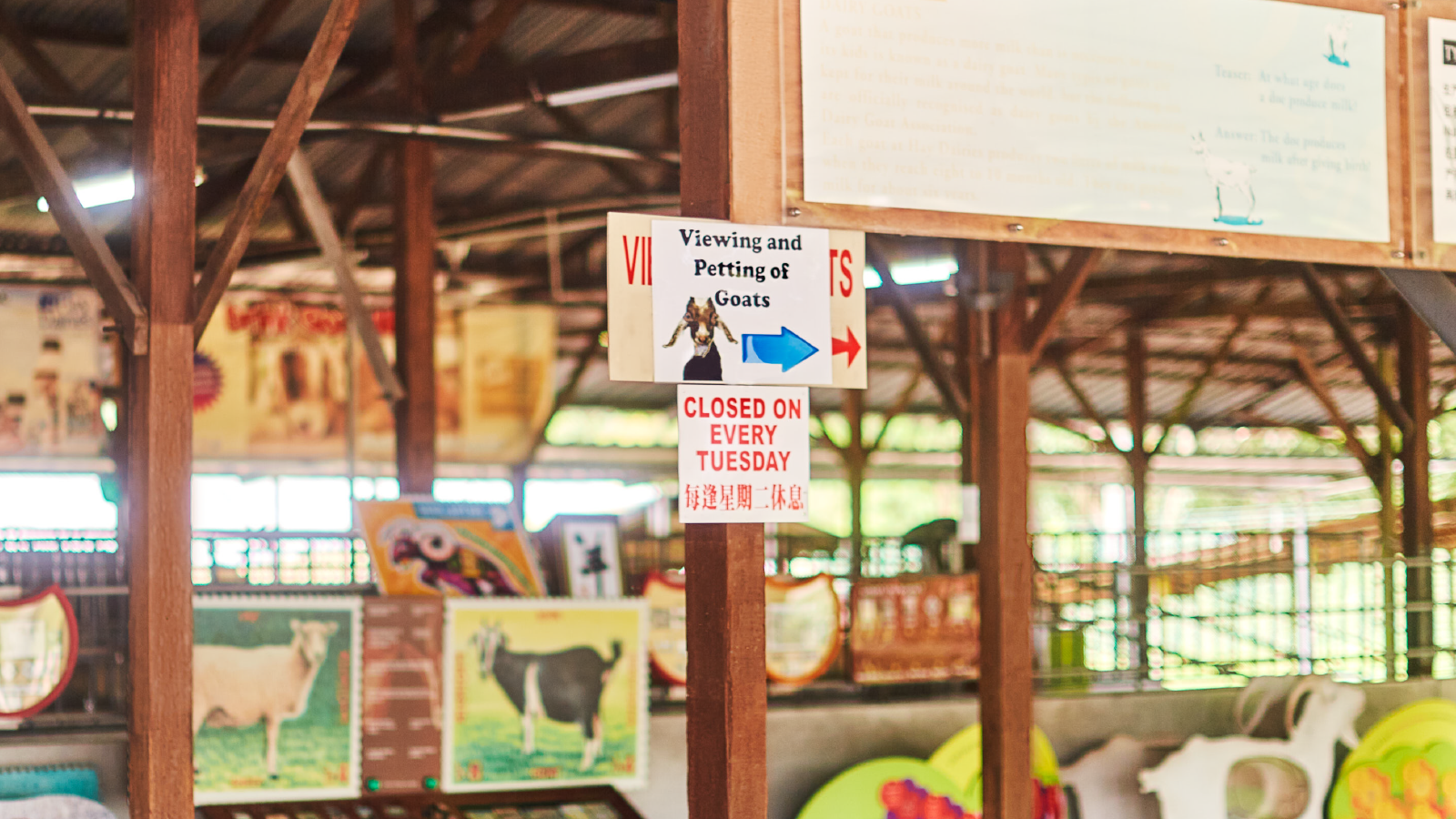 The farm that produces fresh local goat milk - Hay Dairies | SFA