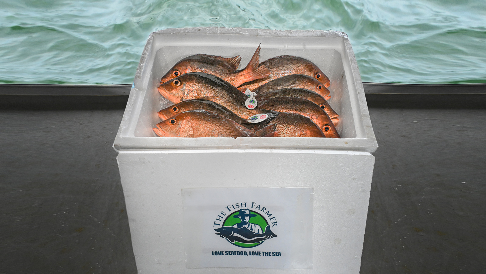 The Fish Farmer — Sustaining Singapore with stellar seafood | SFA