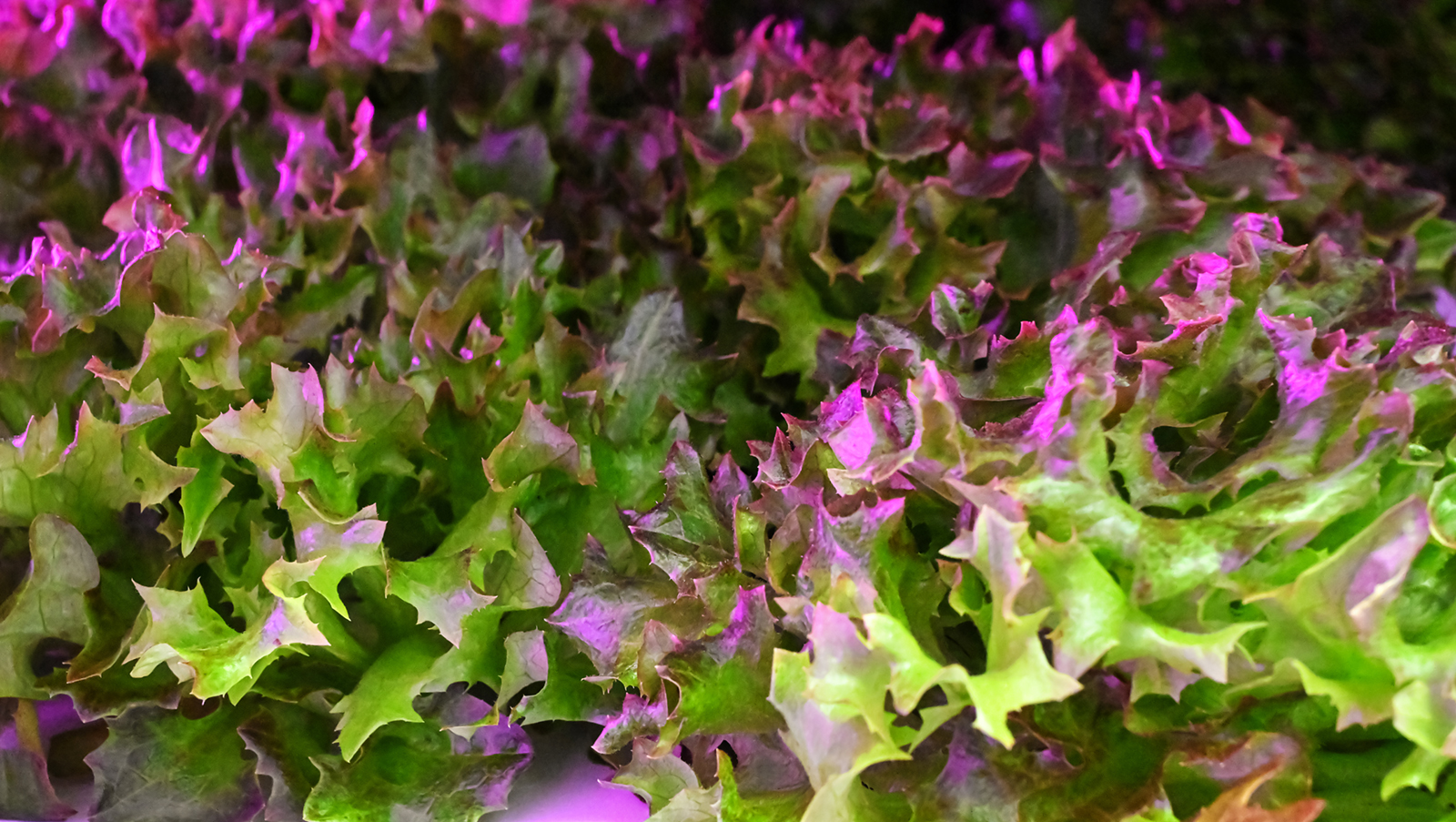 Sustenir Agriculture - An urban farm using modern technology | SFA