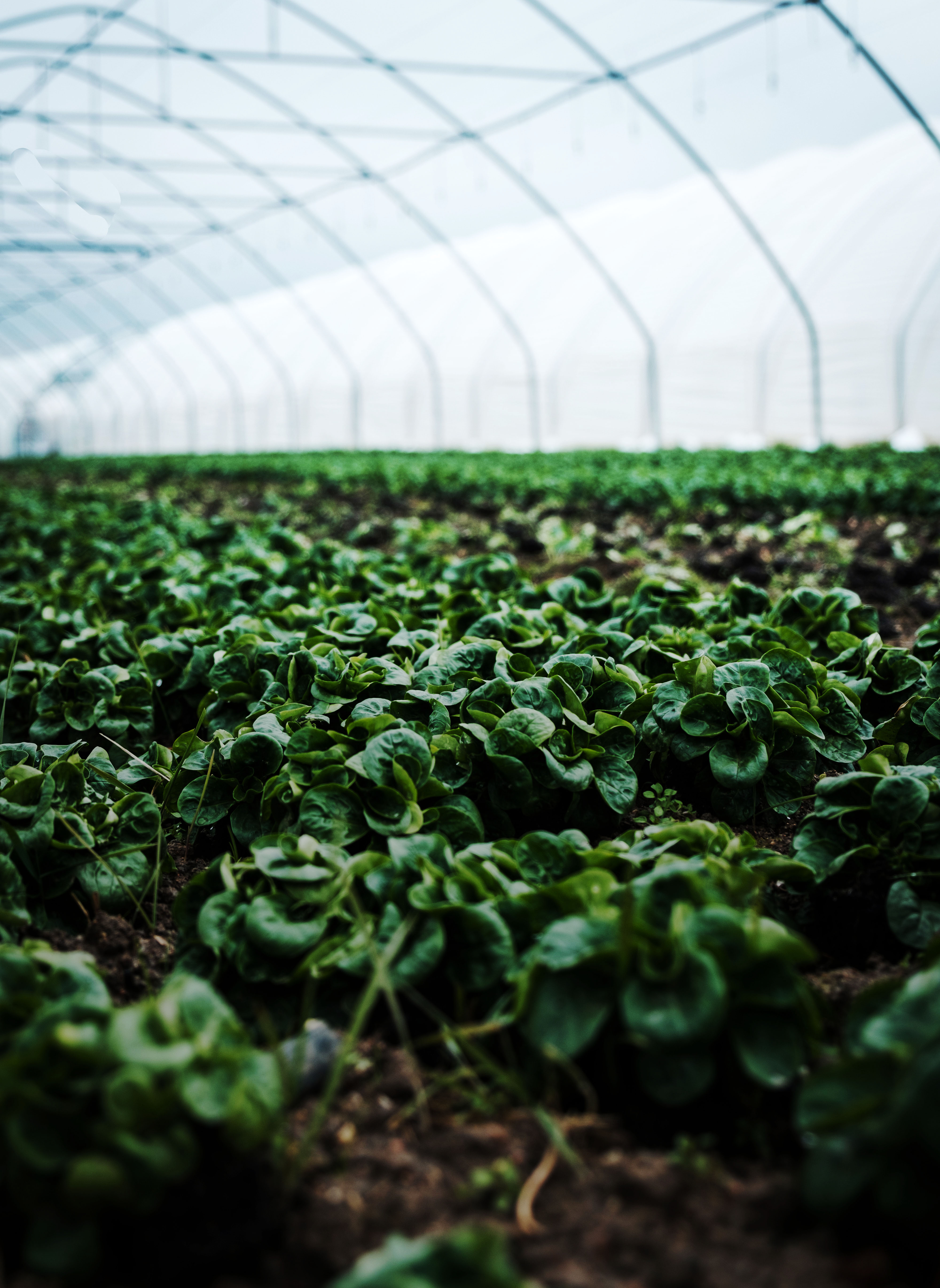 From SG to SG - The taste of our own local produce