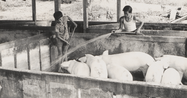 Food for Thought | Journeys of Transformation: Singapore's Pig Farmers ...